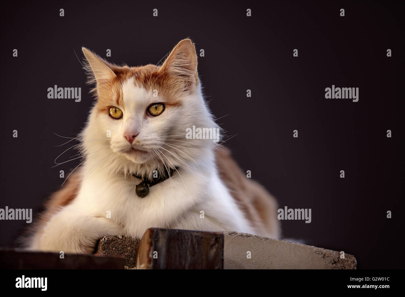 Animal Portrait of a curious house cat looking out Stock Photo - Alamy