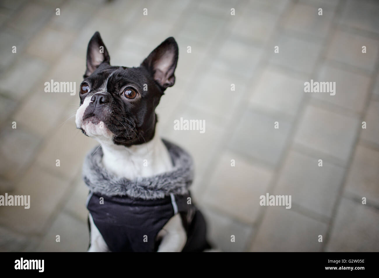 Boston Terrier equipped with warm jacket during a walk in autumn on a ...