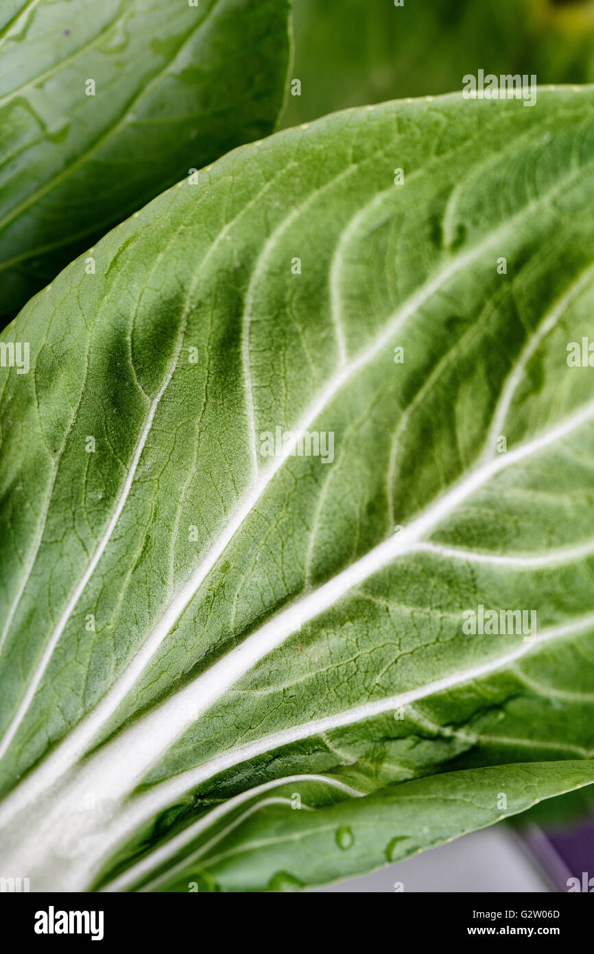 Fresh Leaves of Bok Choy ready for cooking Stock Photo - Alamy