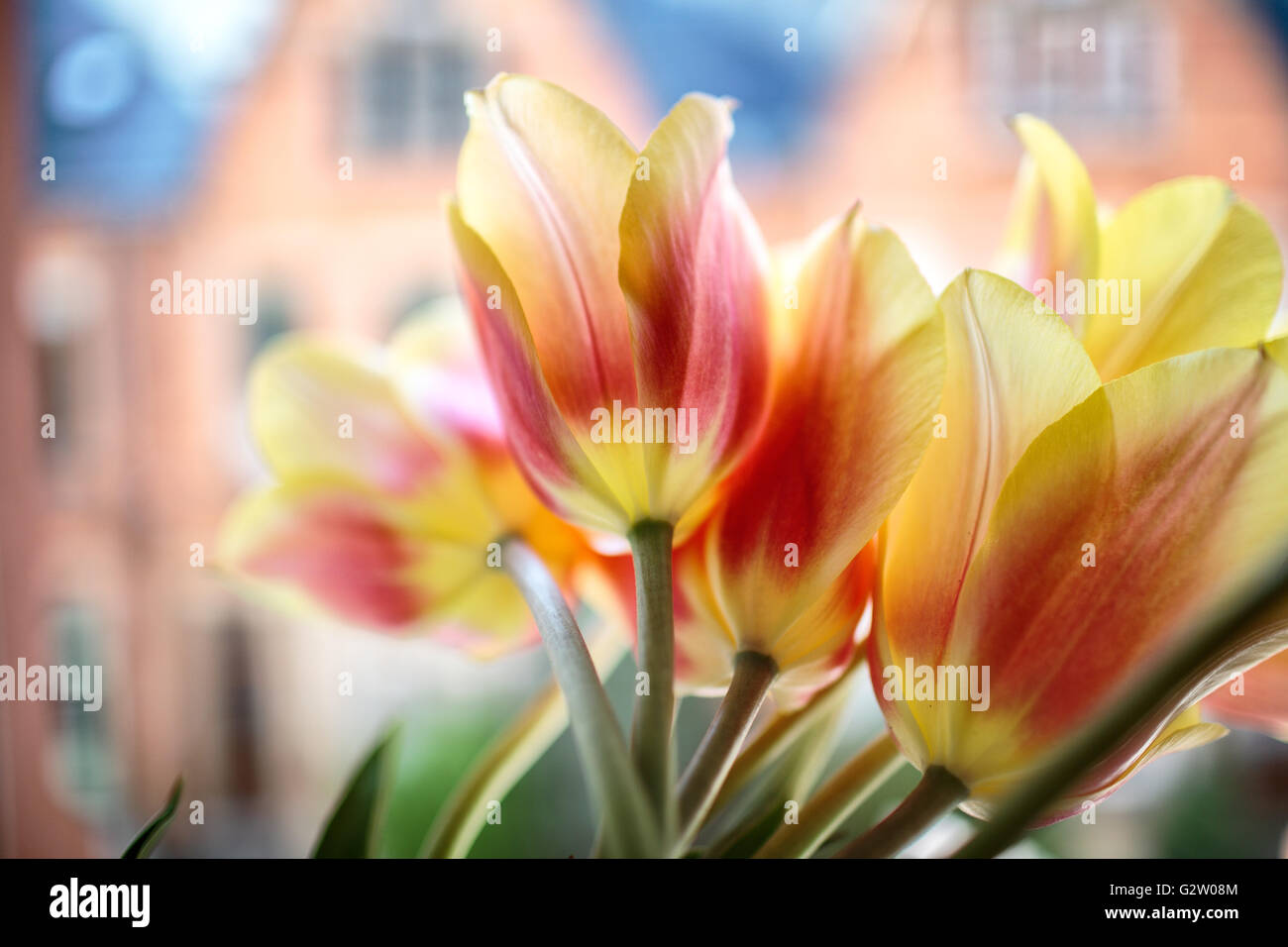 Tulips as window decoration in the living room window with street ...