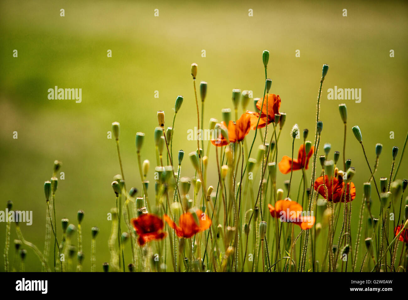 Multitude of flowers hi-res stock photography and images - Alamy