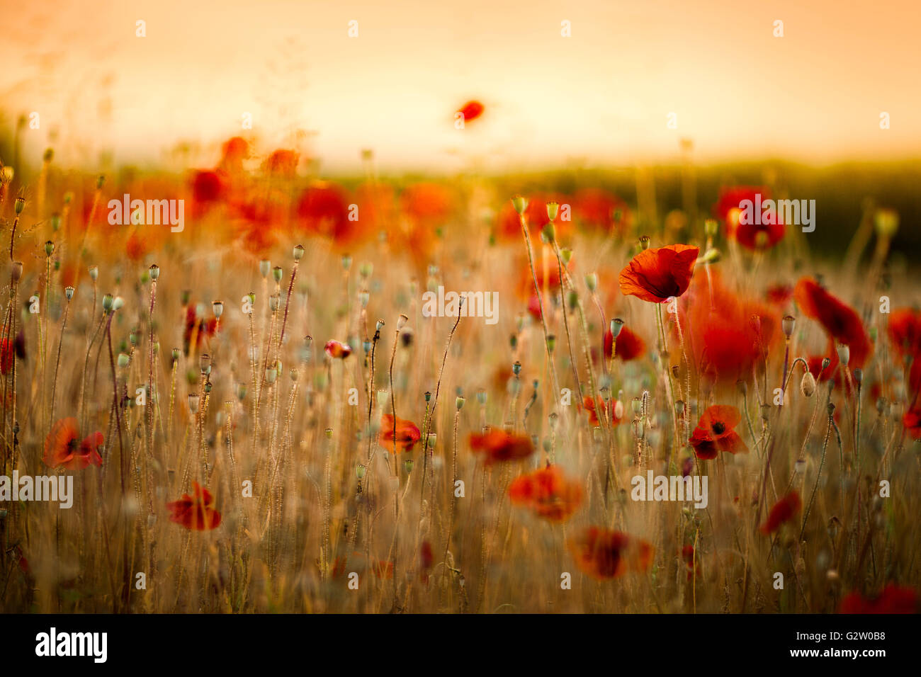Multitude of flowers hi-res stock photography and images - Alamy