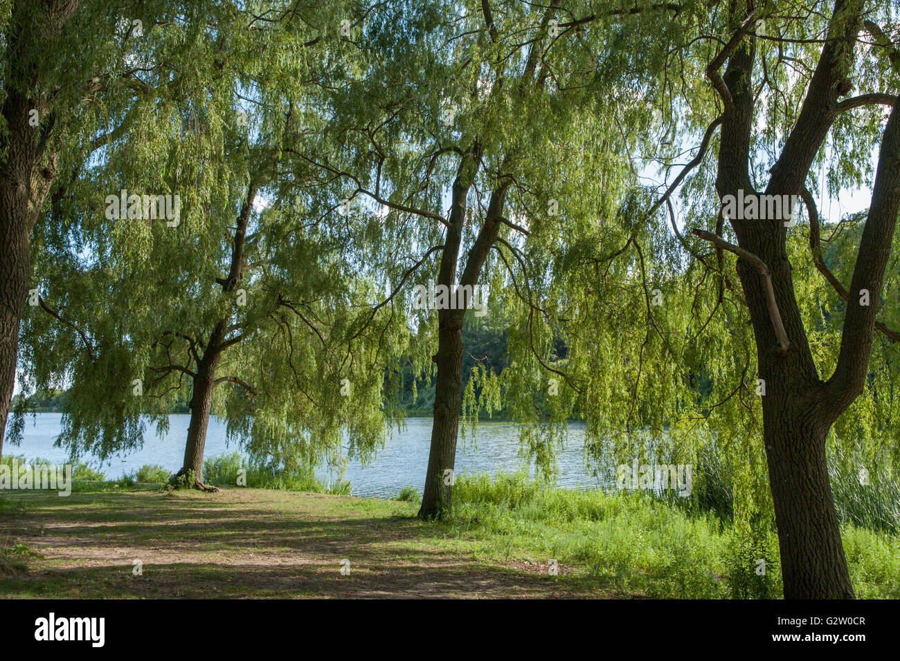 Sunny day in High Park, Toronto, near Grenadier Pond Stock Photo - Alamy