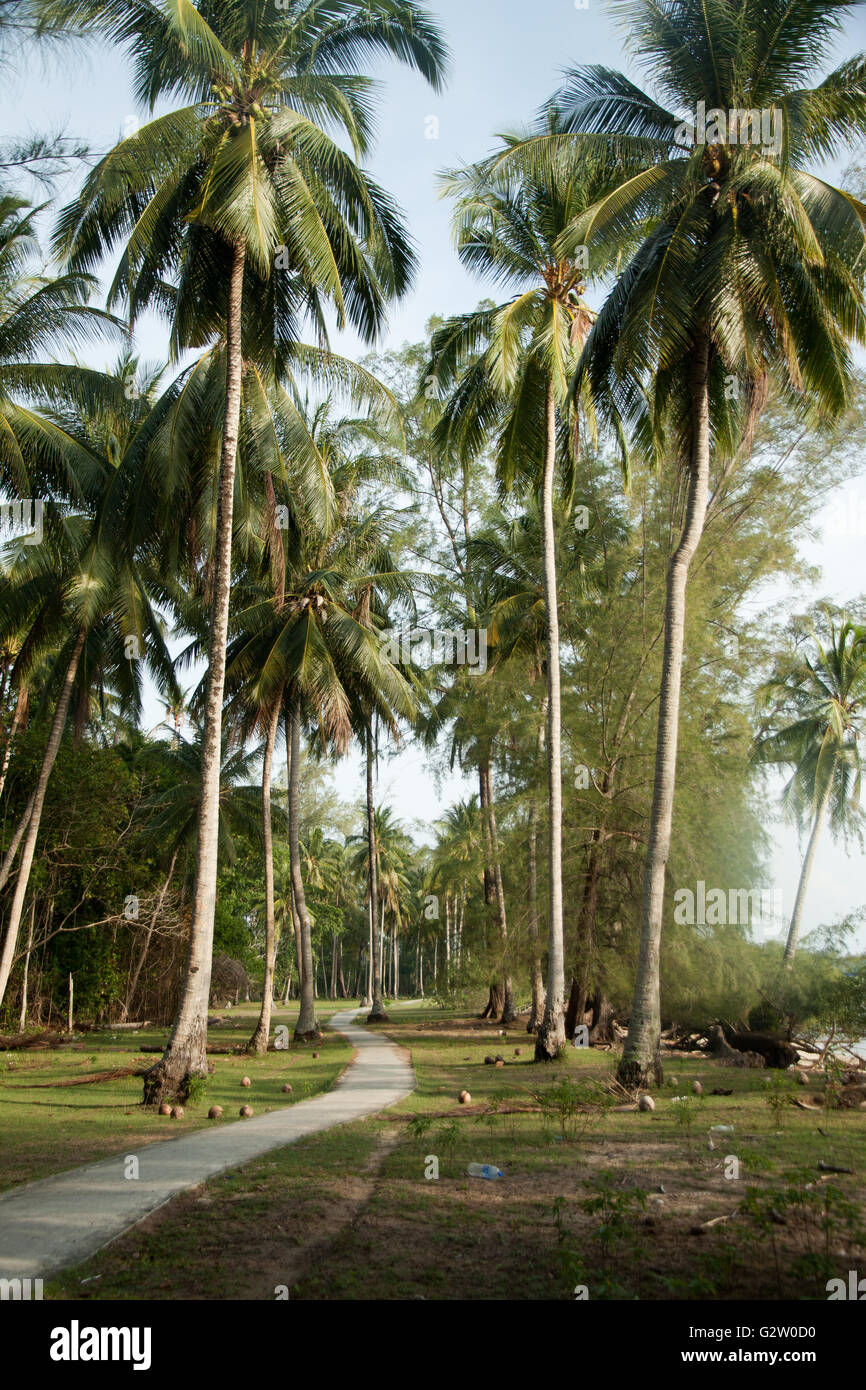 View of nice tropical background with coconut palms. Pulau Sibu ...