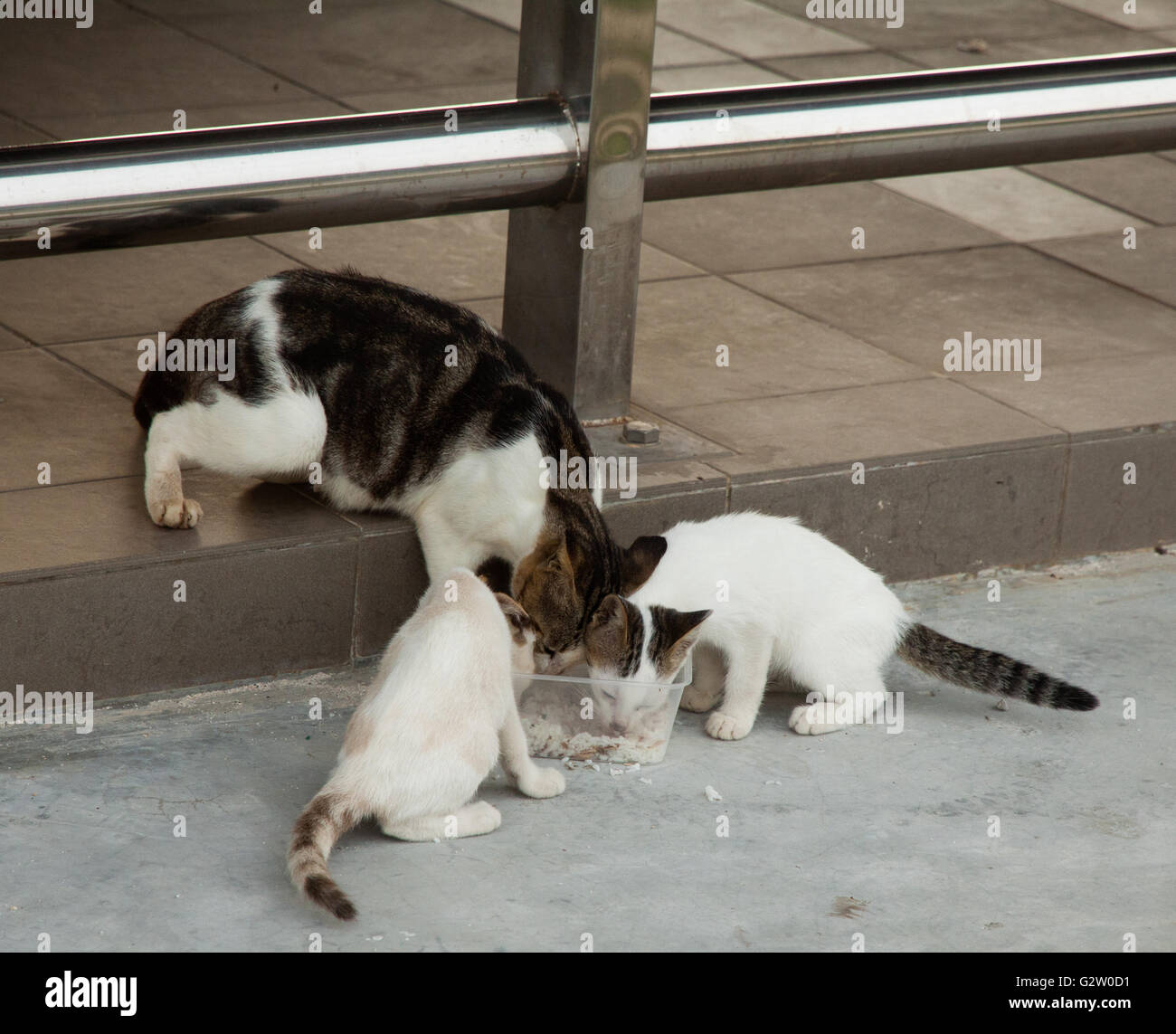 homeless cat and little kitty eating rice on dish Stock Photo - Alamy
