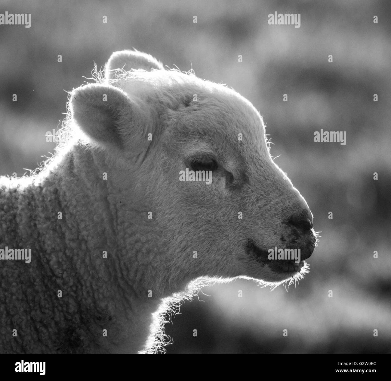 Sauce for lamb Black and White Stock Photos & Images - Alamy