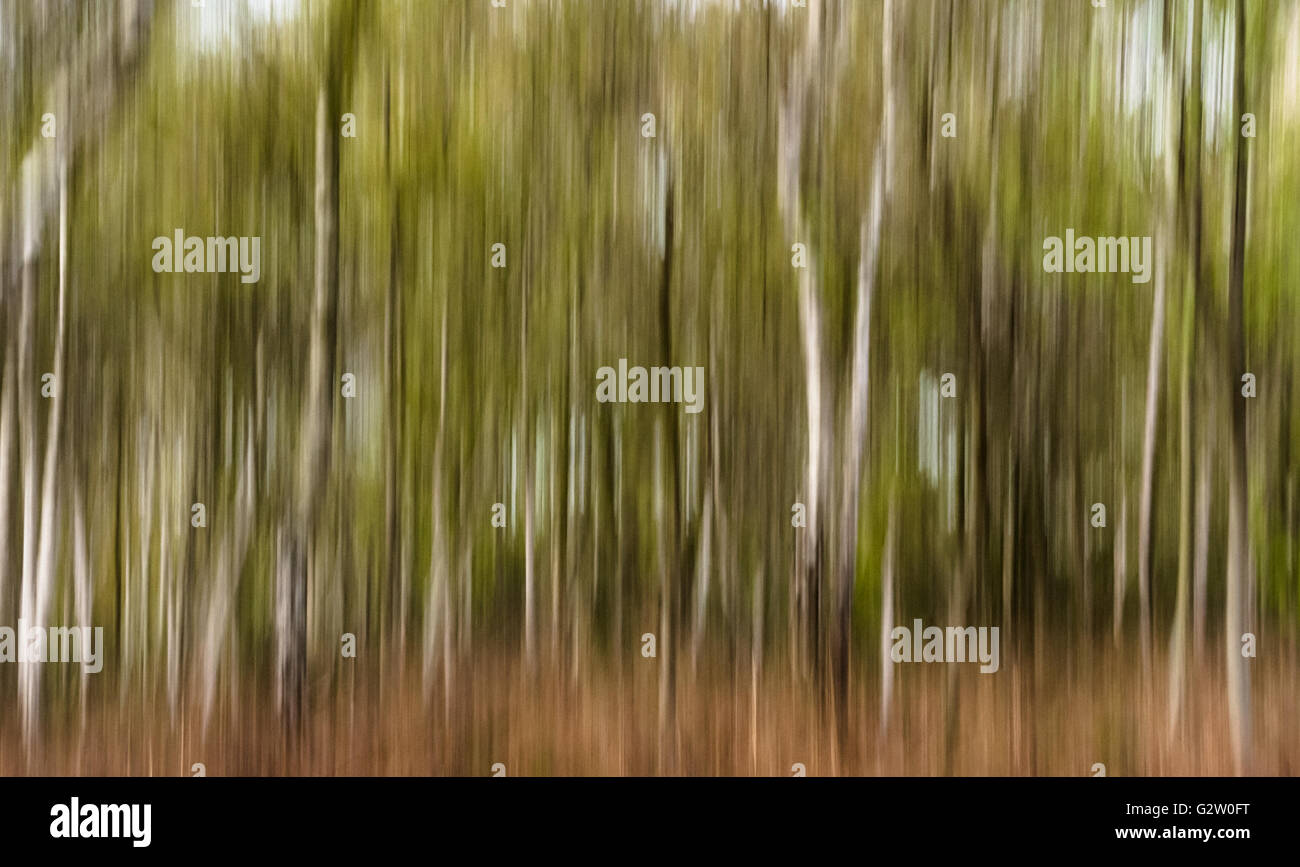 Birch trees with camera movement Stock Photo - Alamy
