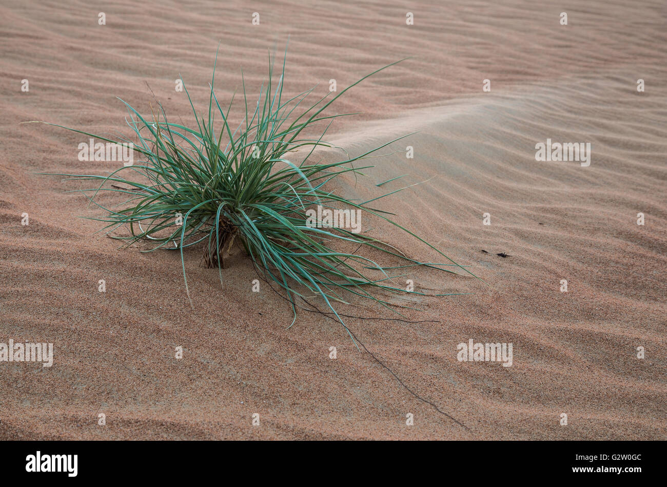 green grass growing in a desert Stock Photo - Alamy