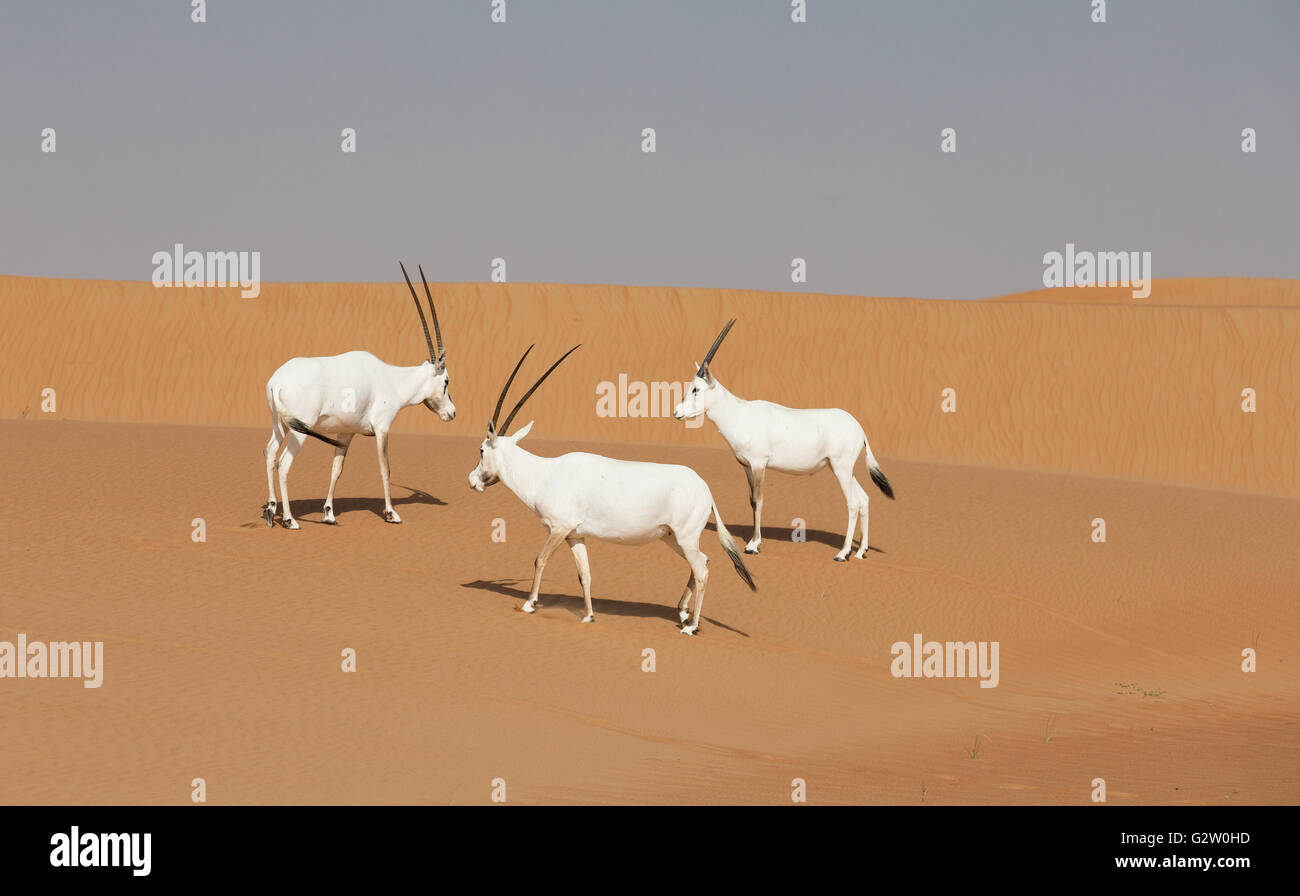 Arabian animal hi-res stock photography and images - Alamy