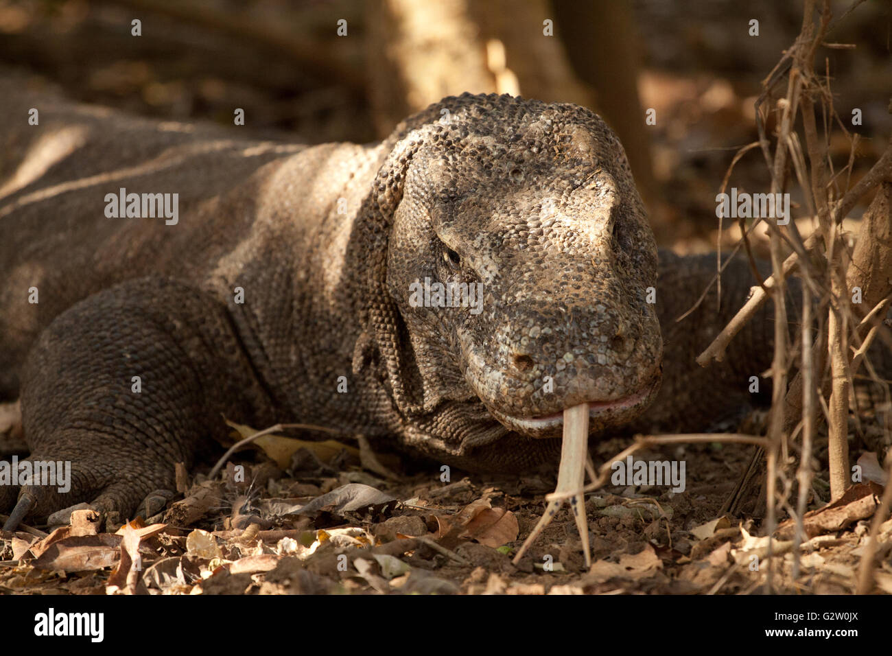 Komodo dragon biggest lizard at National Park. Indonesia Stock Photo ...