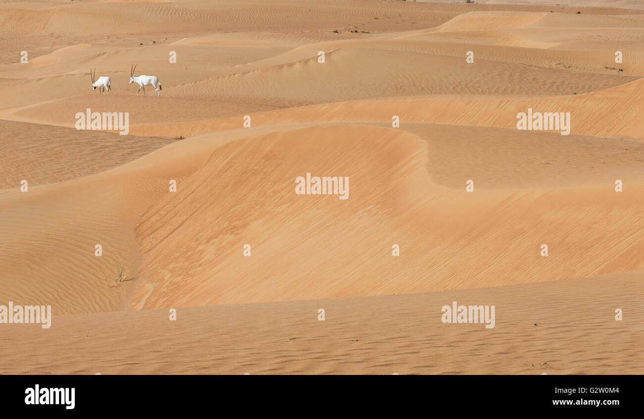 Desert dubai sand dunes hi-res stock photography and images - Alamy