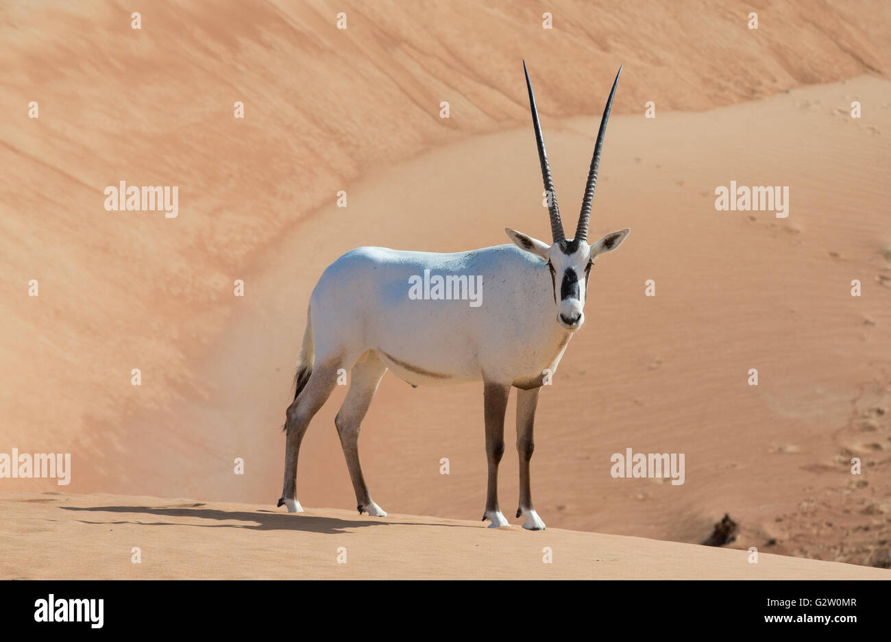 Arabian Oryx in a desert near Dubai, UAE Stock Photo - Alamy