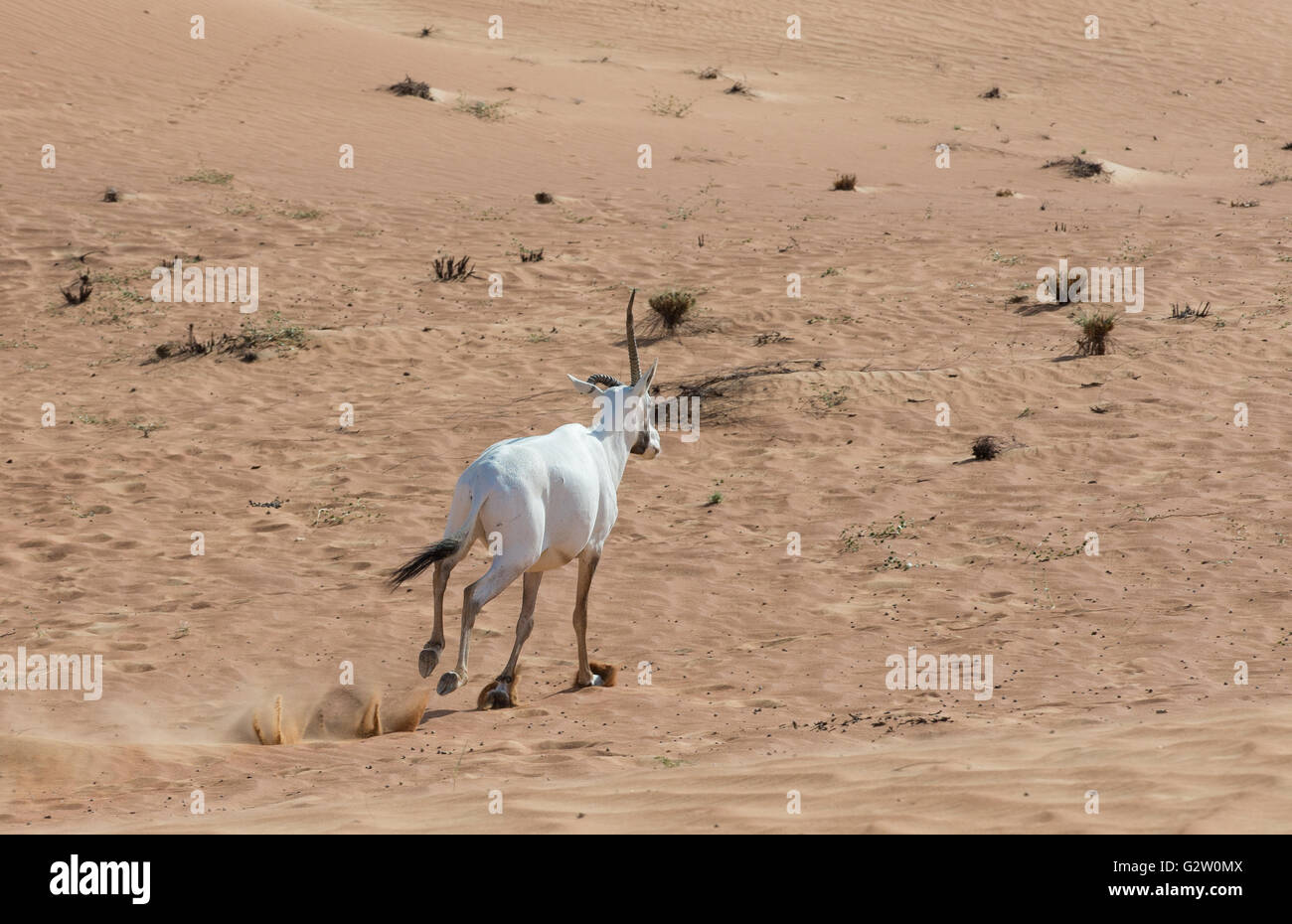 Arabian Oryx running in a desert near Dubai, UAE Stock Photo - Alamy