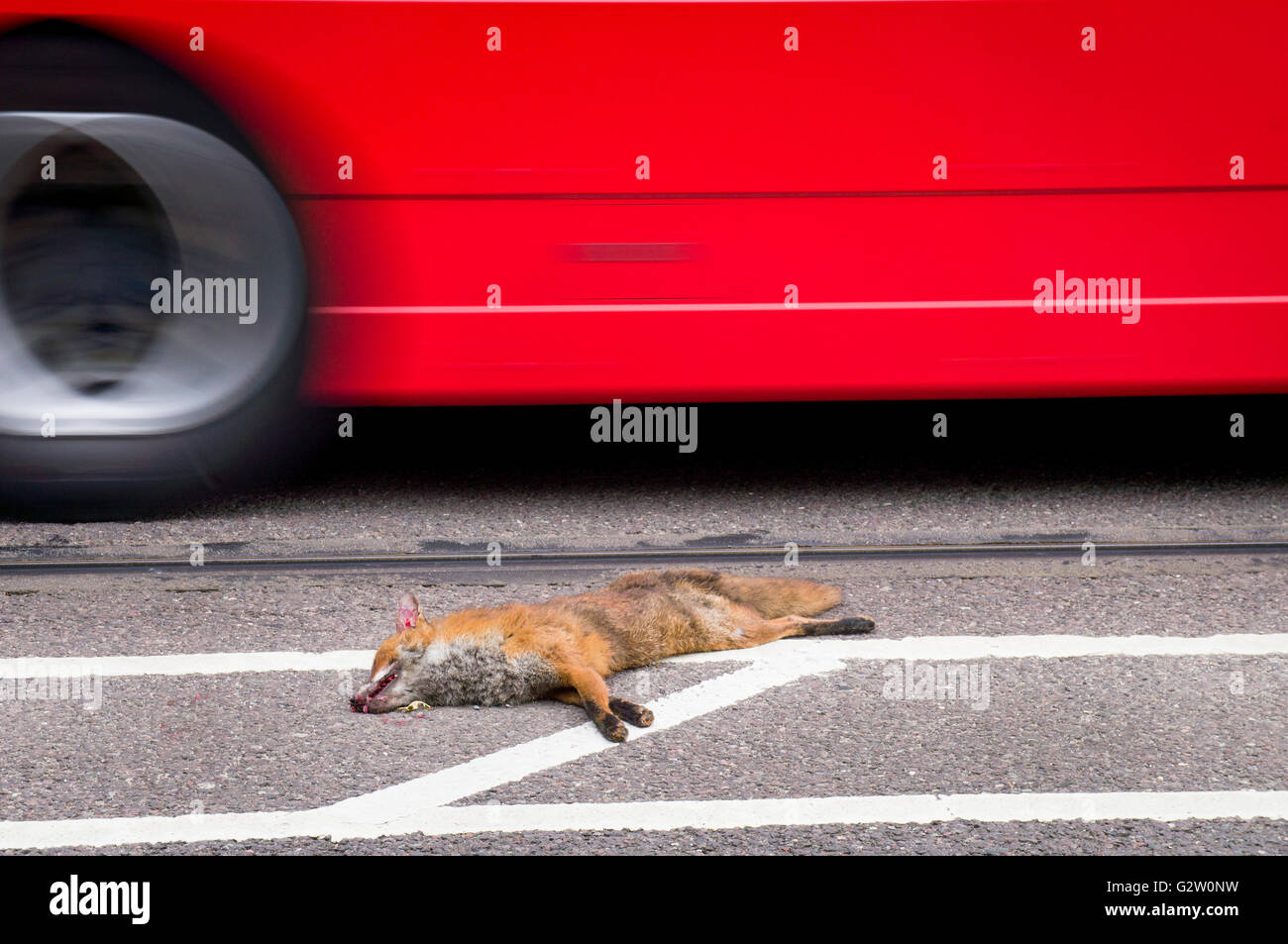 a overruned fox, dead, carcass, Vulpes vulpes, lying on the street ...