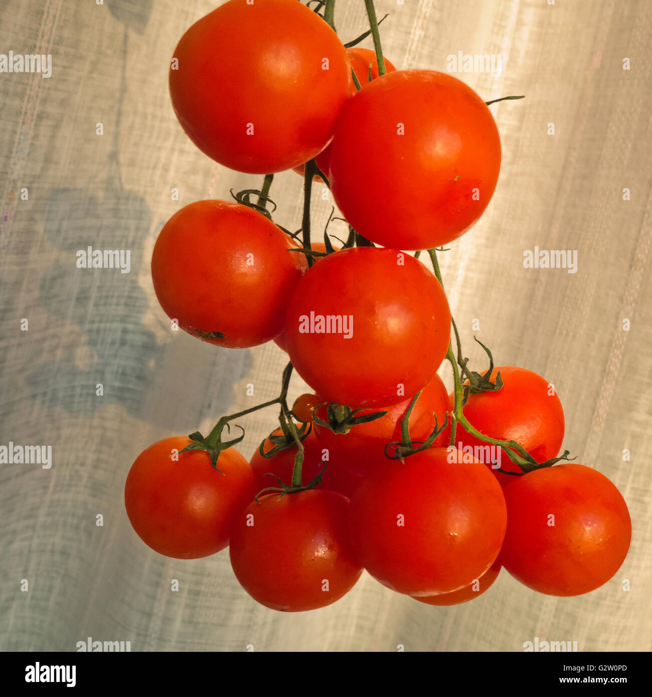 Glowing tomatoes hi-res stock photography and images - Alamy