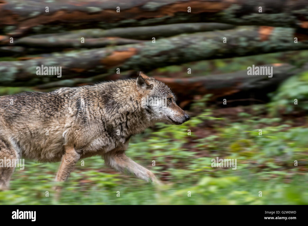 Gray Wolf Running Side View
