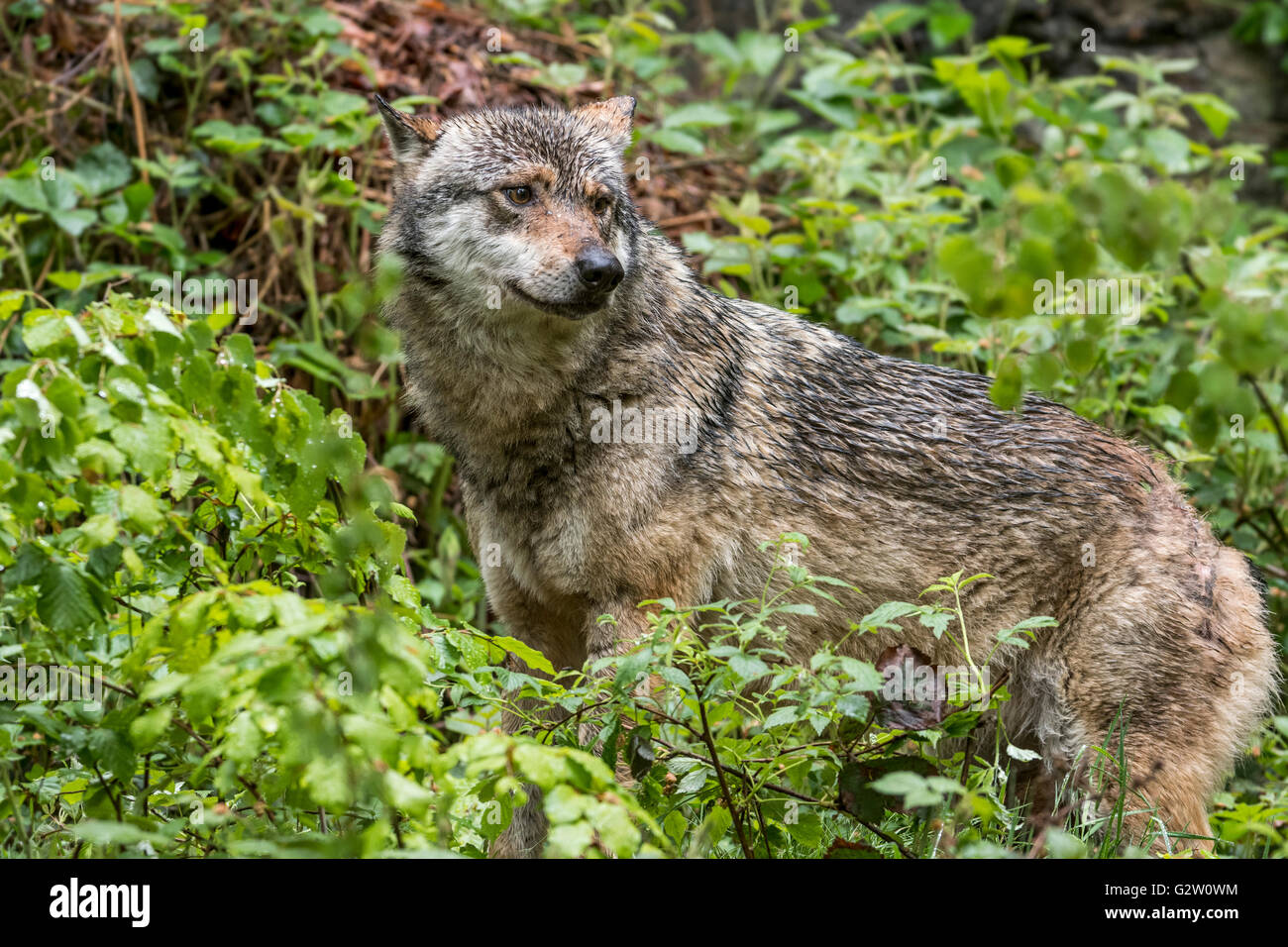 Solitary gray wolf / grey wolf (Canis lupus) looking for prey in ...