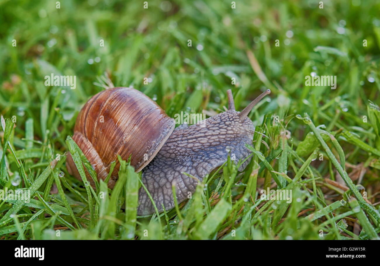 Snail slither hi-res stock photography and images - Alamy