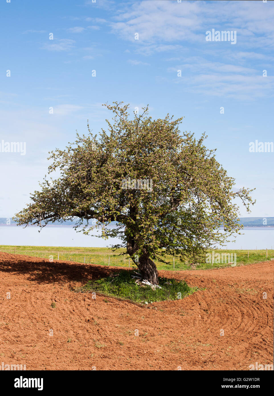 Lone apple tree on fresh soil and blue sky Stock Photo - Alamy