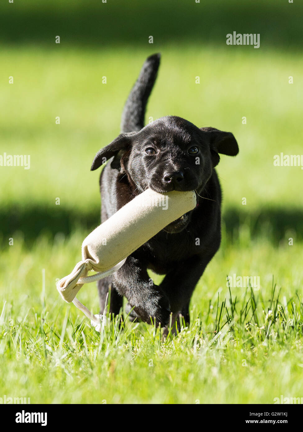 A Black Labrador Retriever retrieving a training bumper Stock Photo - Alamy