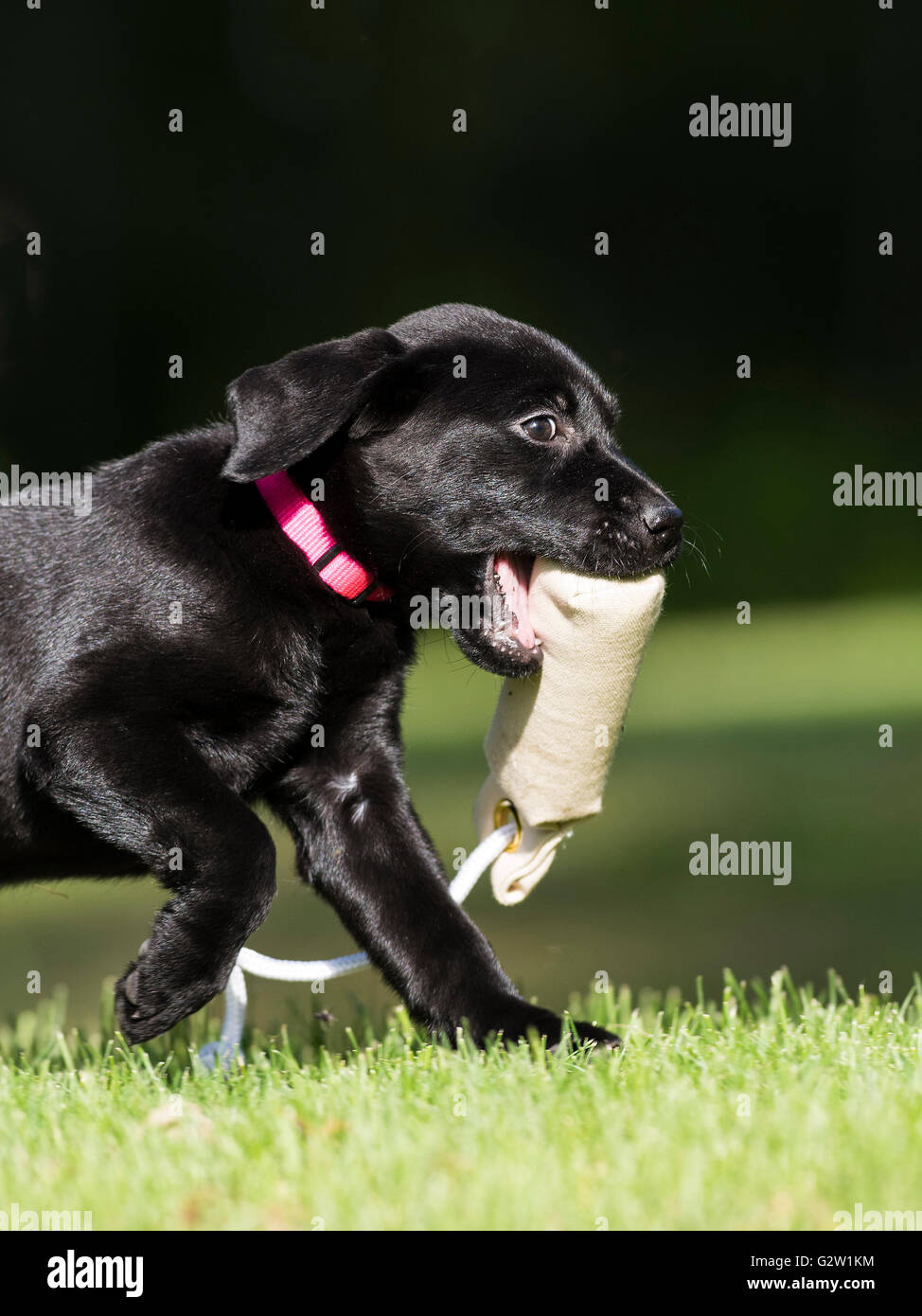 A Black Labrador Retriever retrieving a training bumper Stock Photo - Alamy