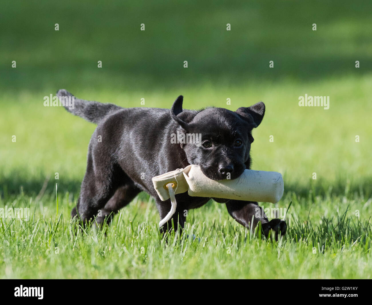 A Black Labrador Retriever retrieving a training bumper Stock Photo - Alamy