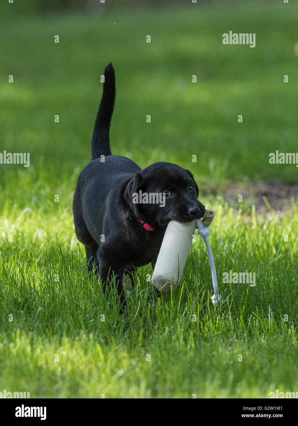 A Black Labrador Retriever retrieving a training bumper Stock Photo - Alamy