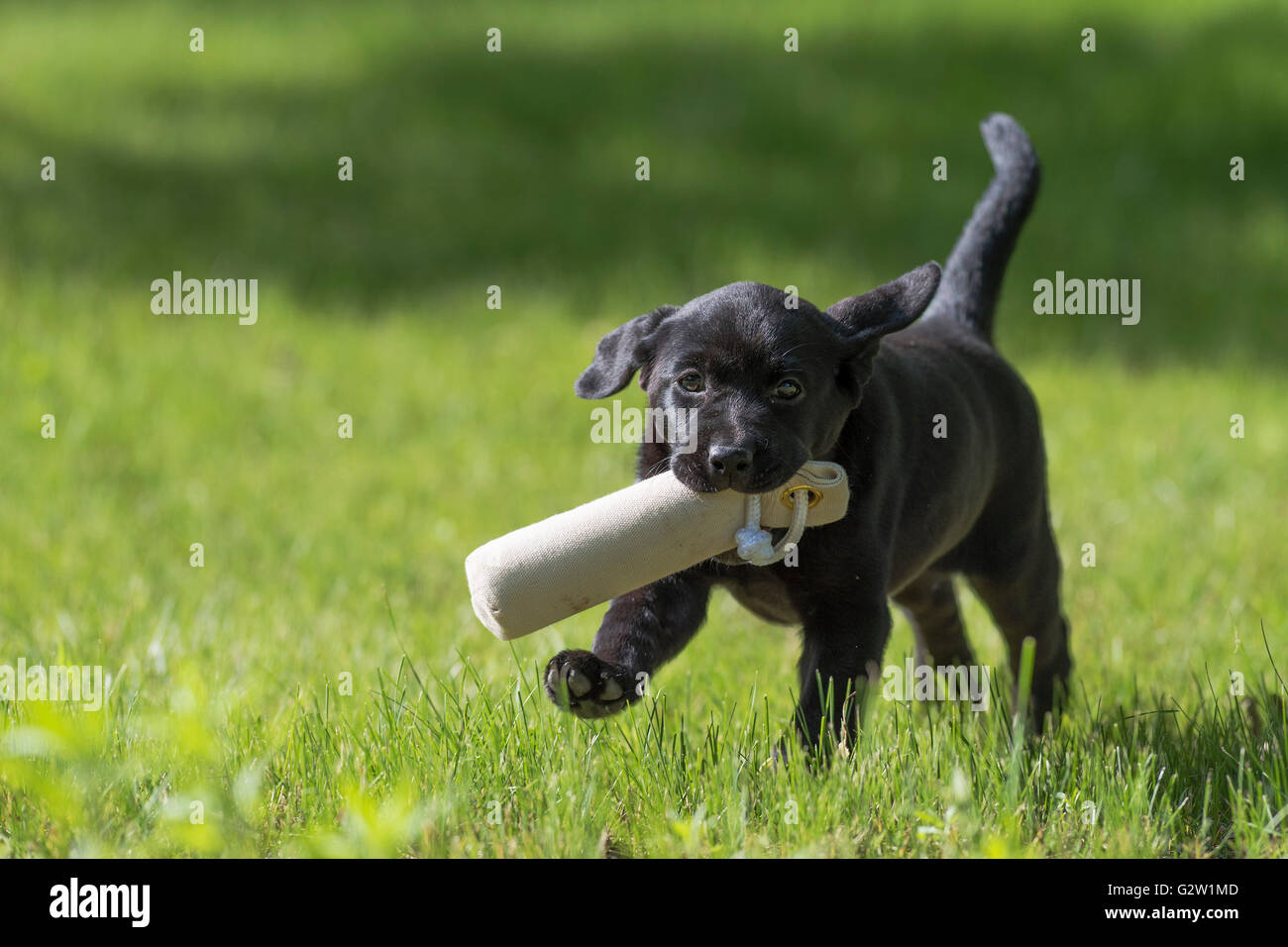A Black Labrador Retriever retrieving a training bumper Stock Photo - Alamy