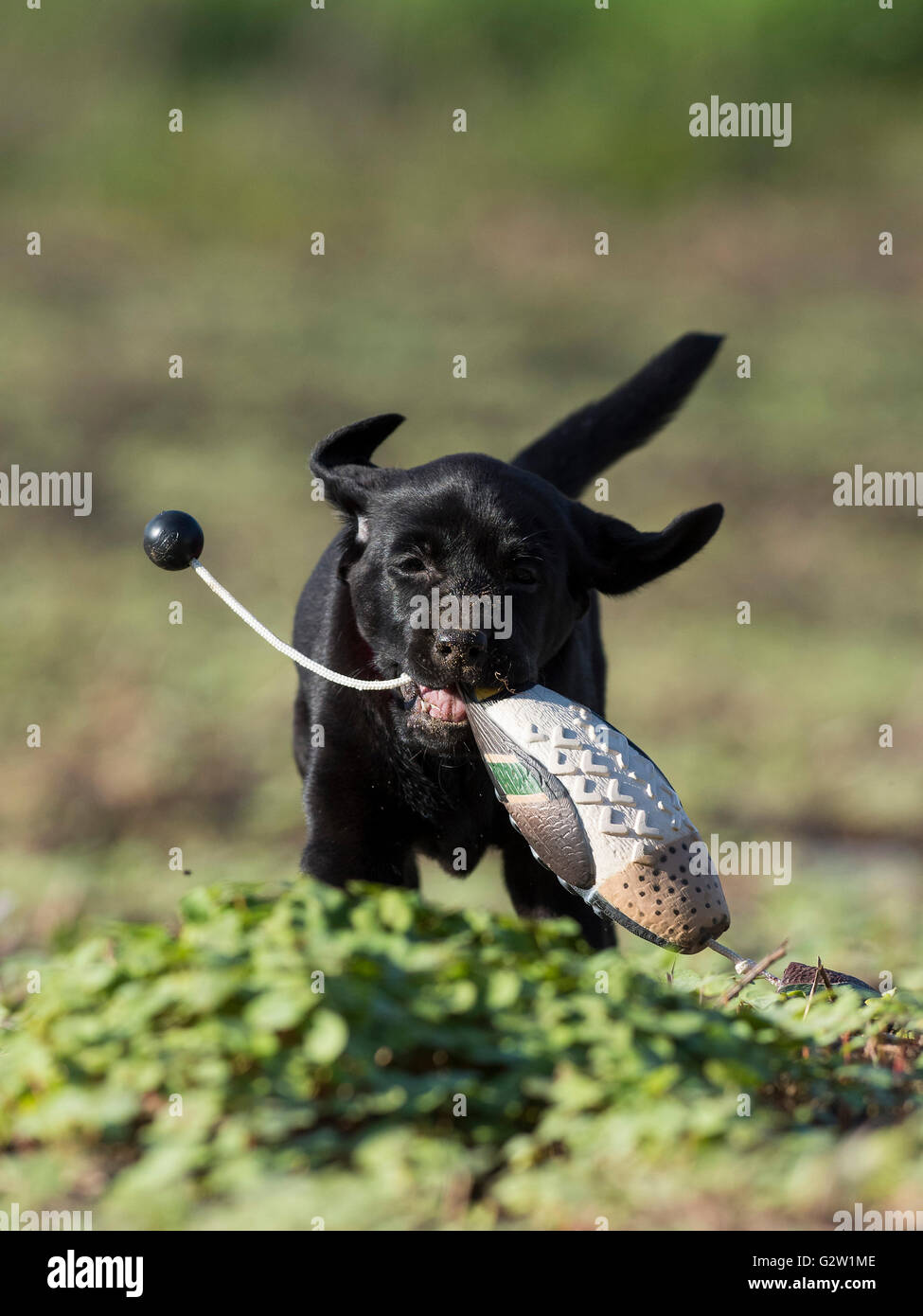A Black Lab puppy retrieving a training dummy Stock Photo - Alamy
