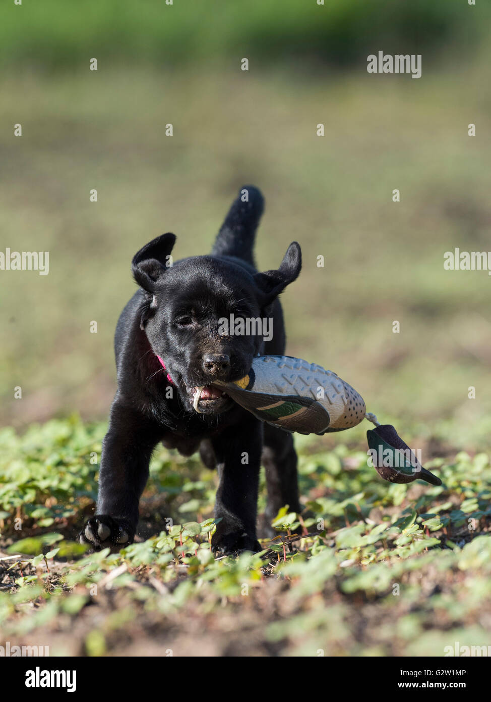 A Black Lab puppy retrieving a training dummy Stock Photo - Alamy