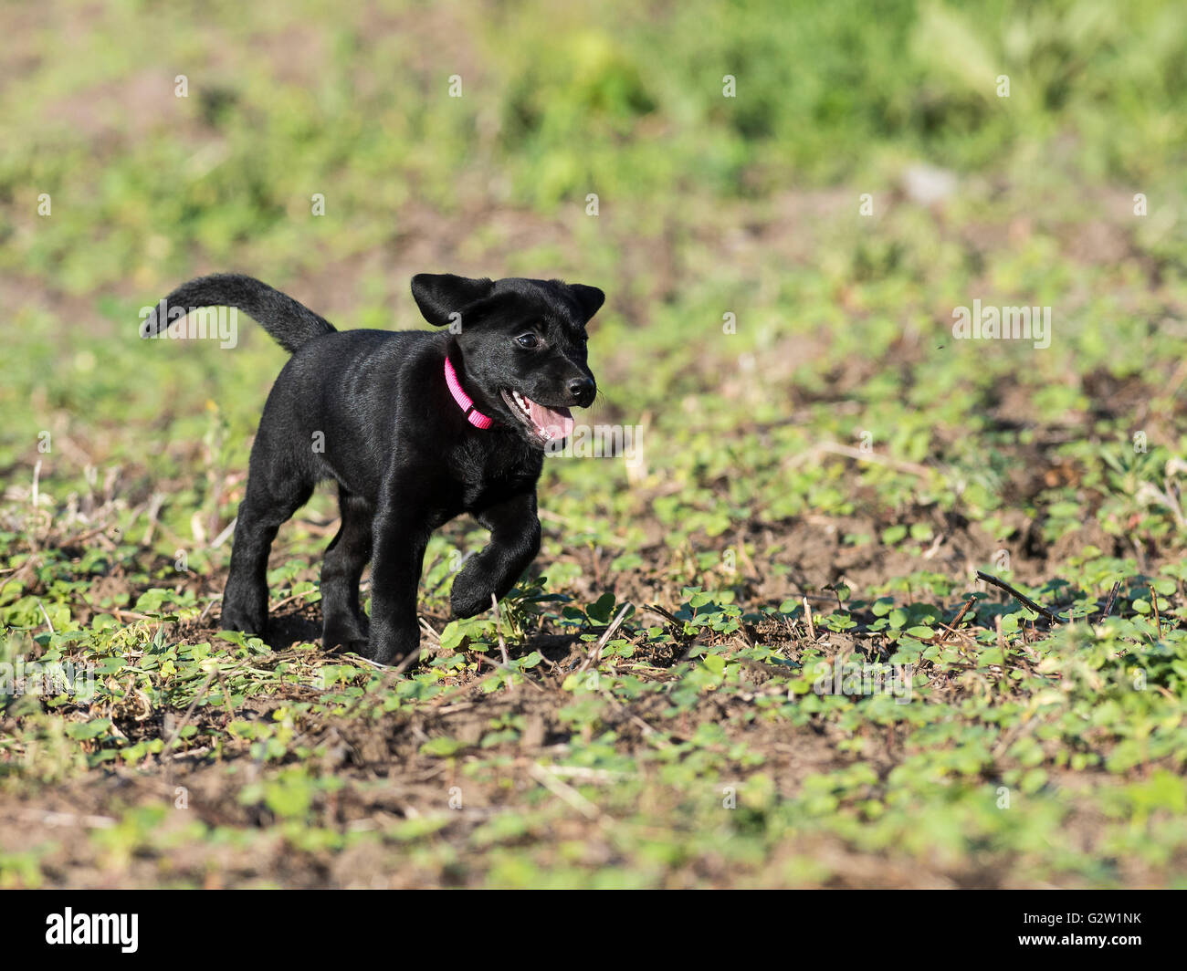 A running Black Labrador puppy Stock Photo - Alamy