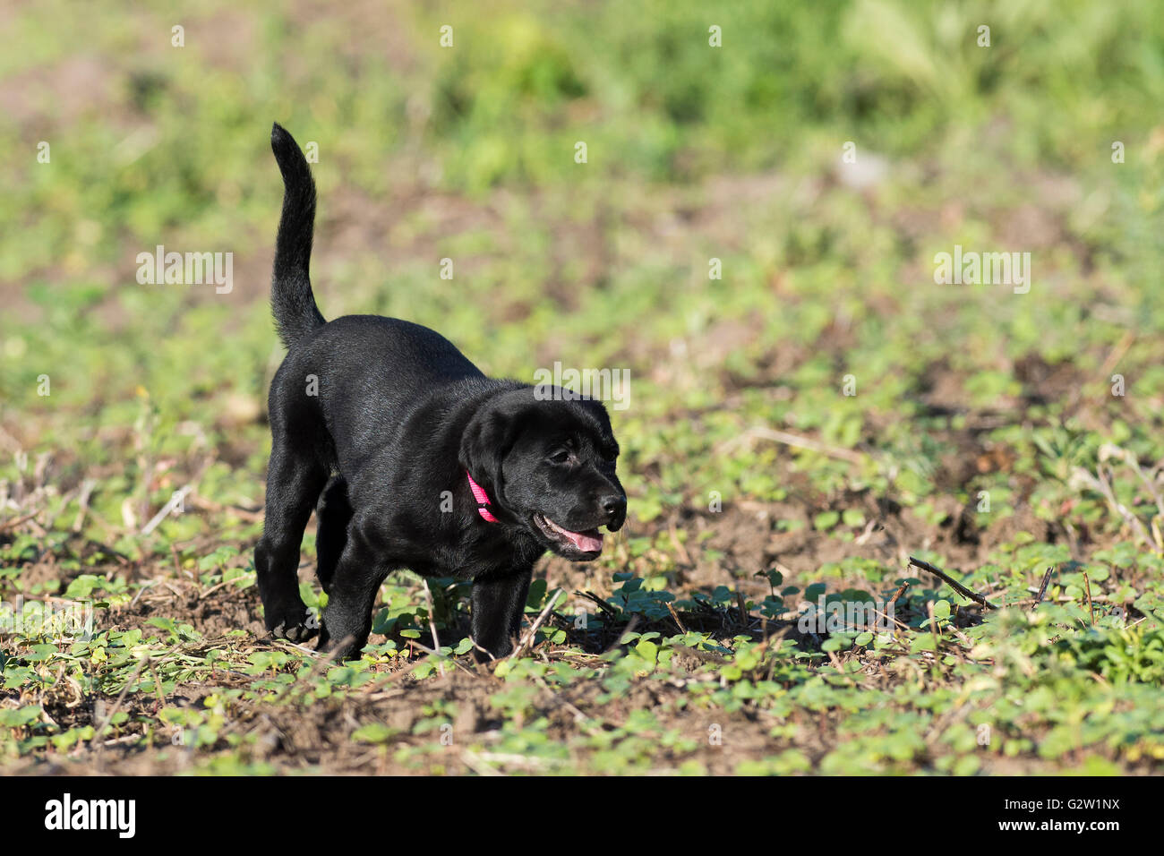 A running Black Labrador puppy Stock Photo - Alamy