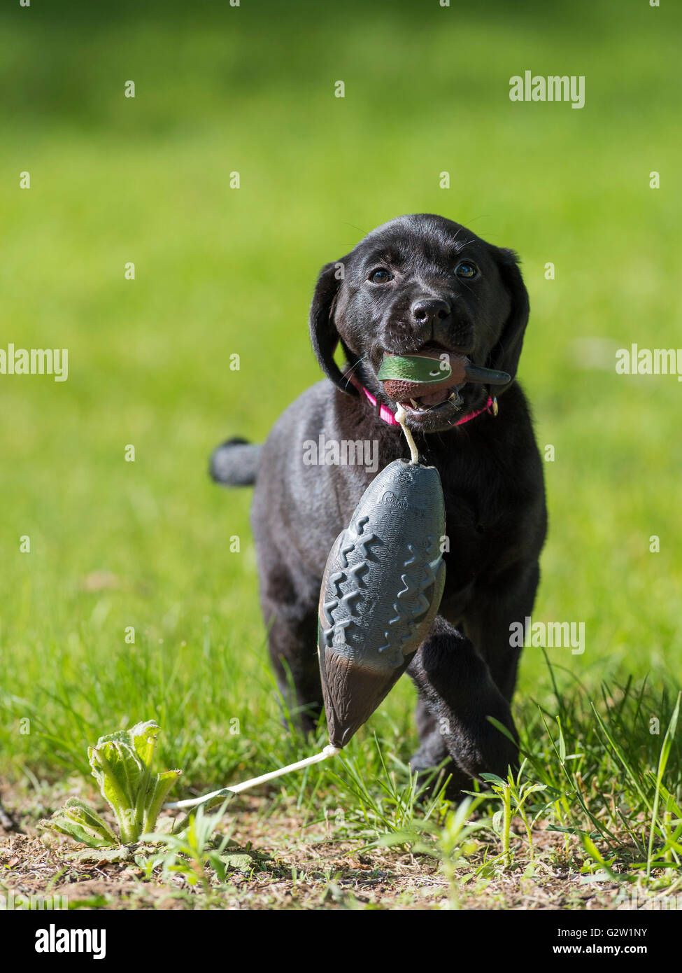 A Black Lab puppy retrieving a training dummy Stock Photo - Alamy