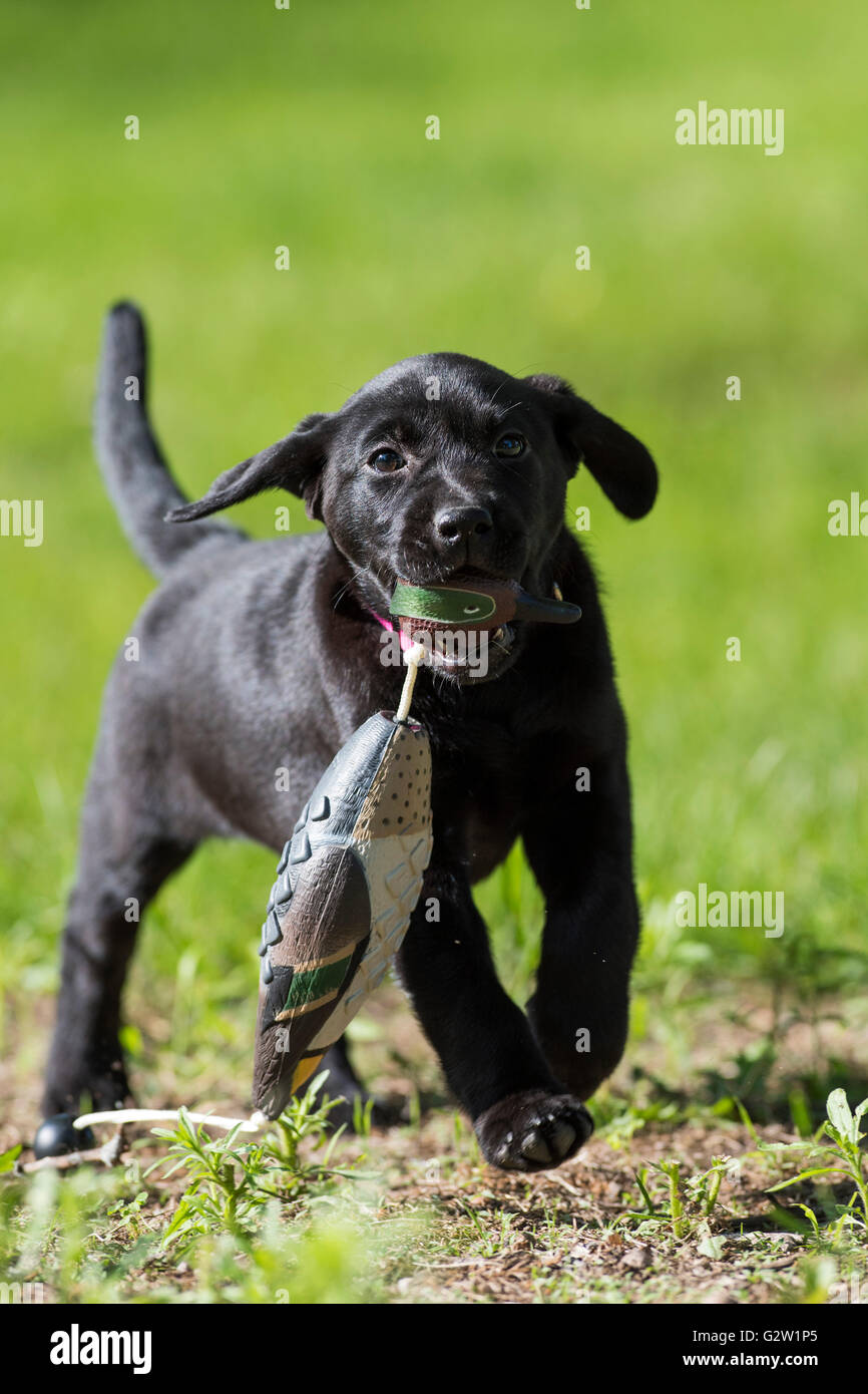 A Black Lab puppy retrieving a training dummy Stock Photo - Alamy
