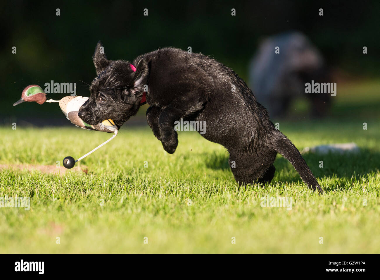 A Black Lab puppy retrieving a training dummy Stock Photo - Alamy