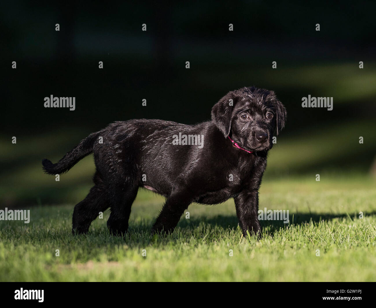 A young Black Labrador Retriever Stock Photo - Alamy