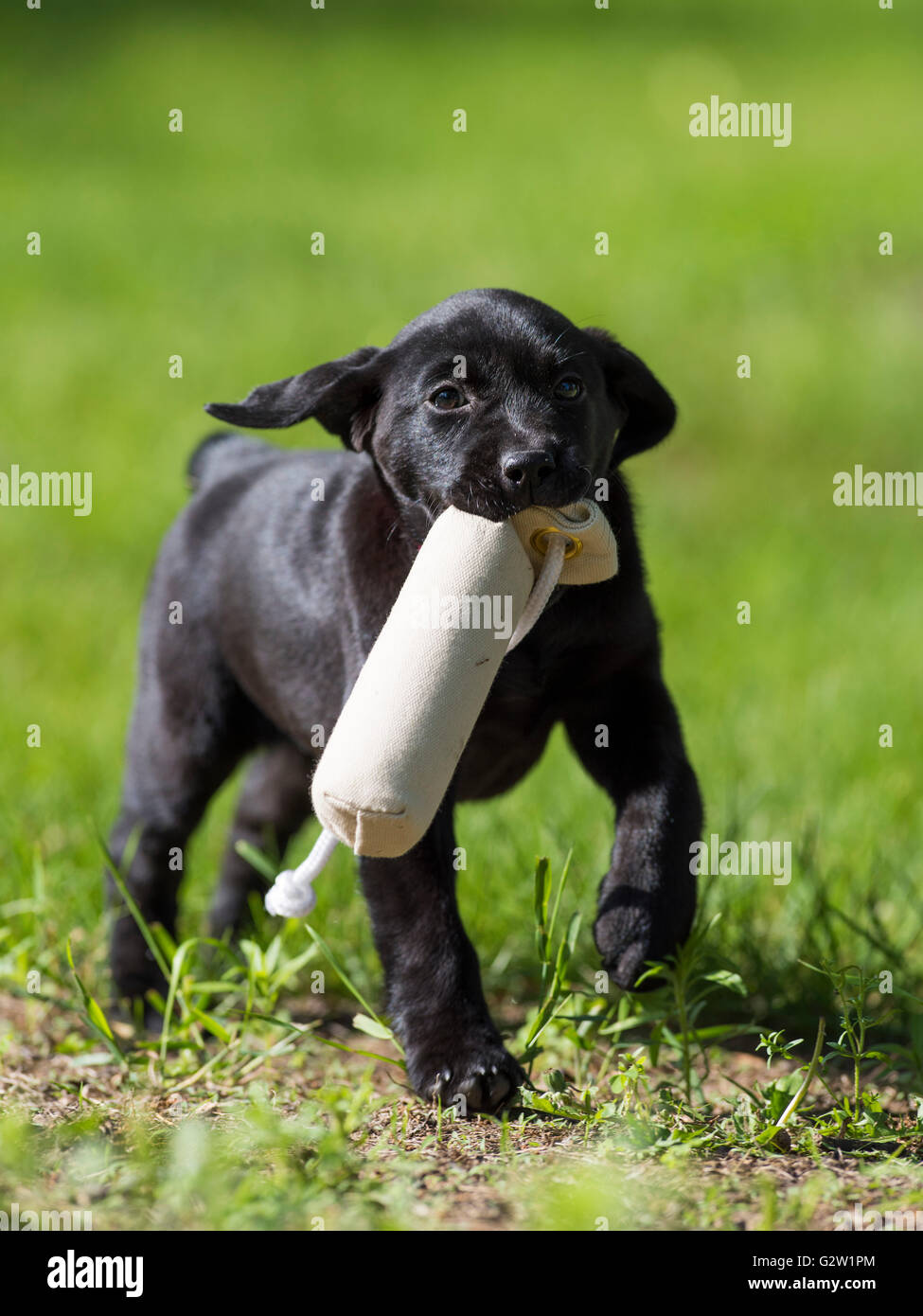 A Black Labrador Retriever retrieving a training bumper Stock Photo - Alamy