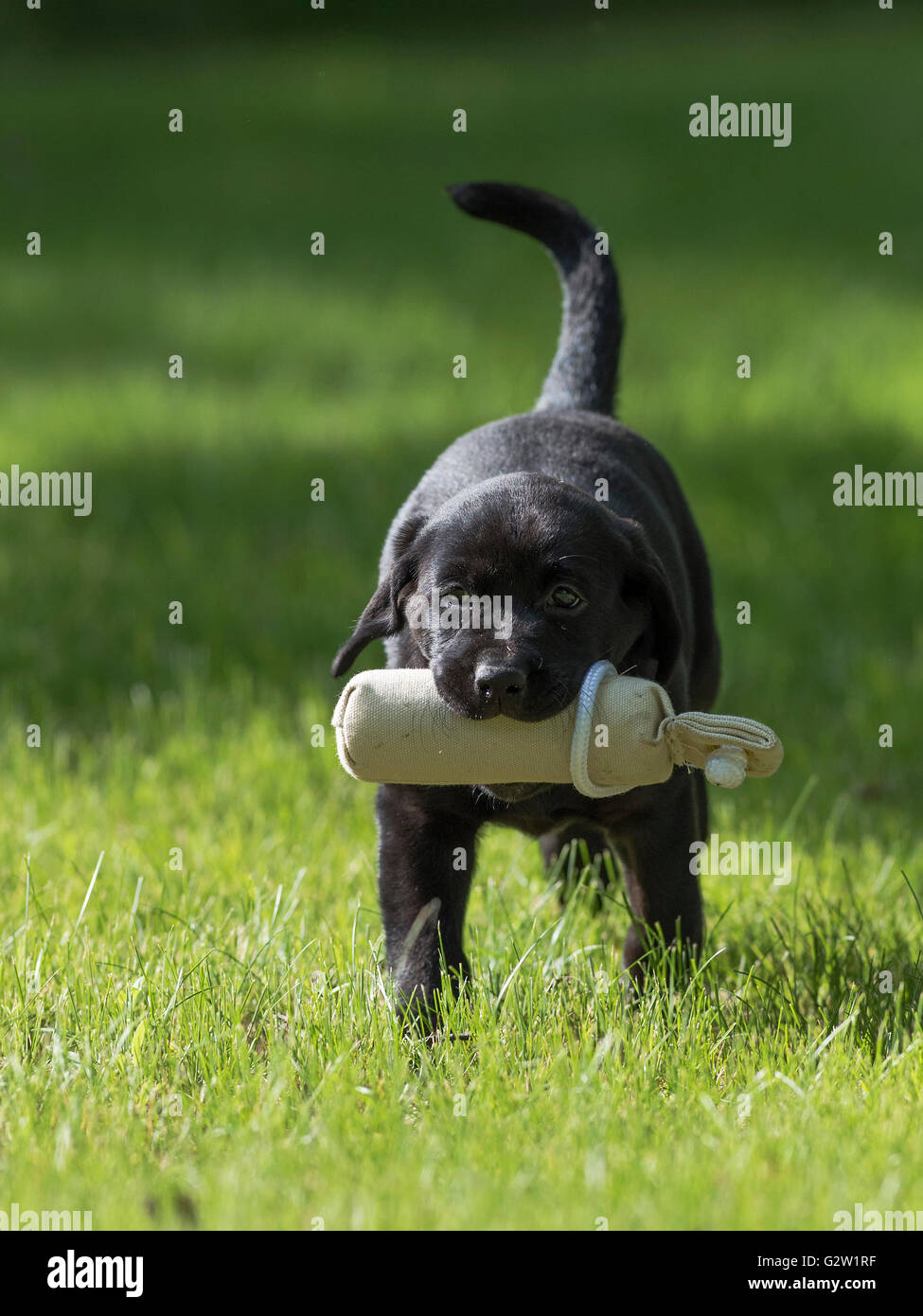 A Black Labrador Retriever retrieving a training bumper Stock Photo - Alamy