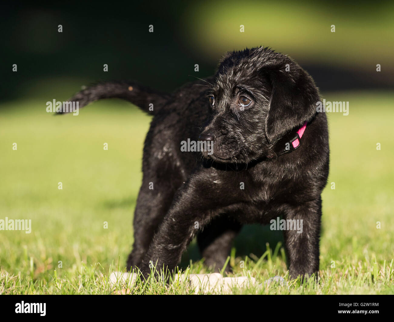A young Black Labrador Retriever Stock Photo - Alamy
