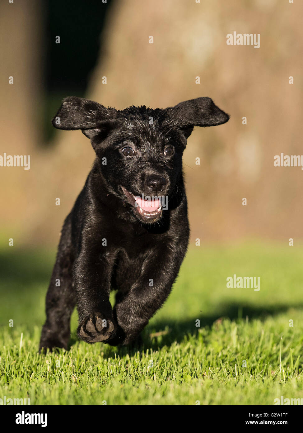 A running Black Labrador puppy Stock Photo - Alamy