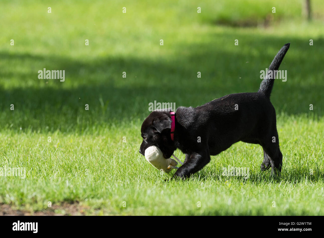 Lab retrieving bumper hi-res stock photography and images - Alamy