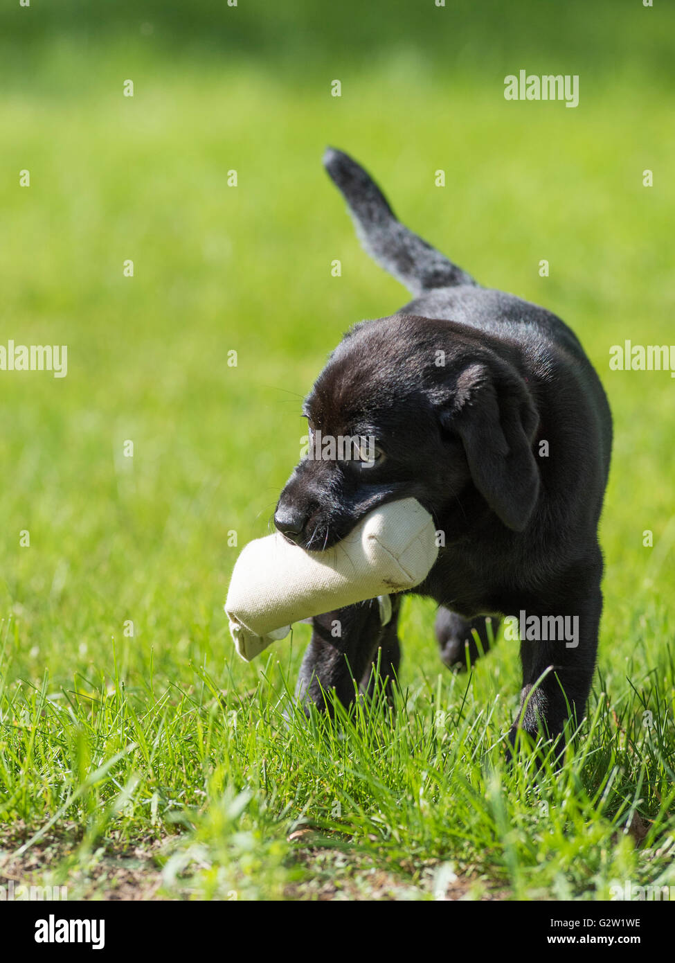 A Black Labrador Retriever retrieving a training bumper Stock Photo - Alamy