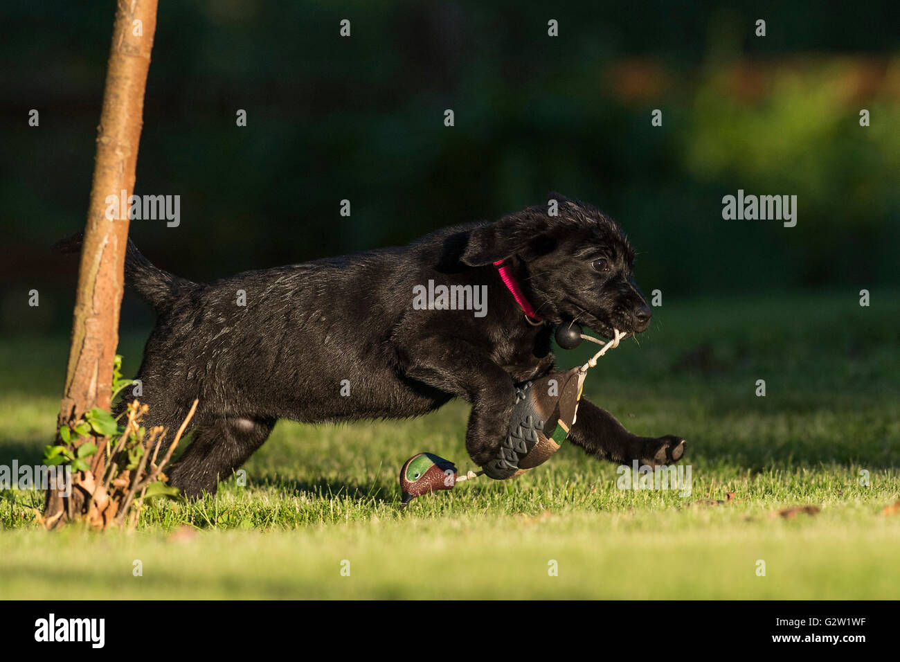 A Black Lab puppy retrieving a training dummy Stock Photo - Alamy