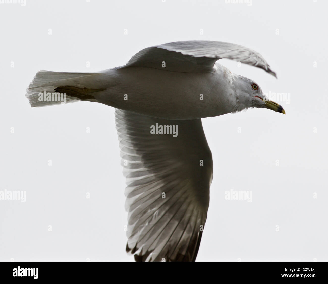 Nice beautiful isolated photo of the flying bird Stock Photo - Alamy