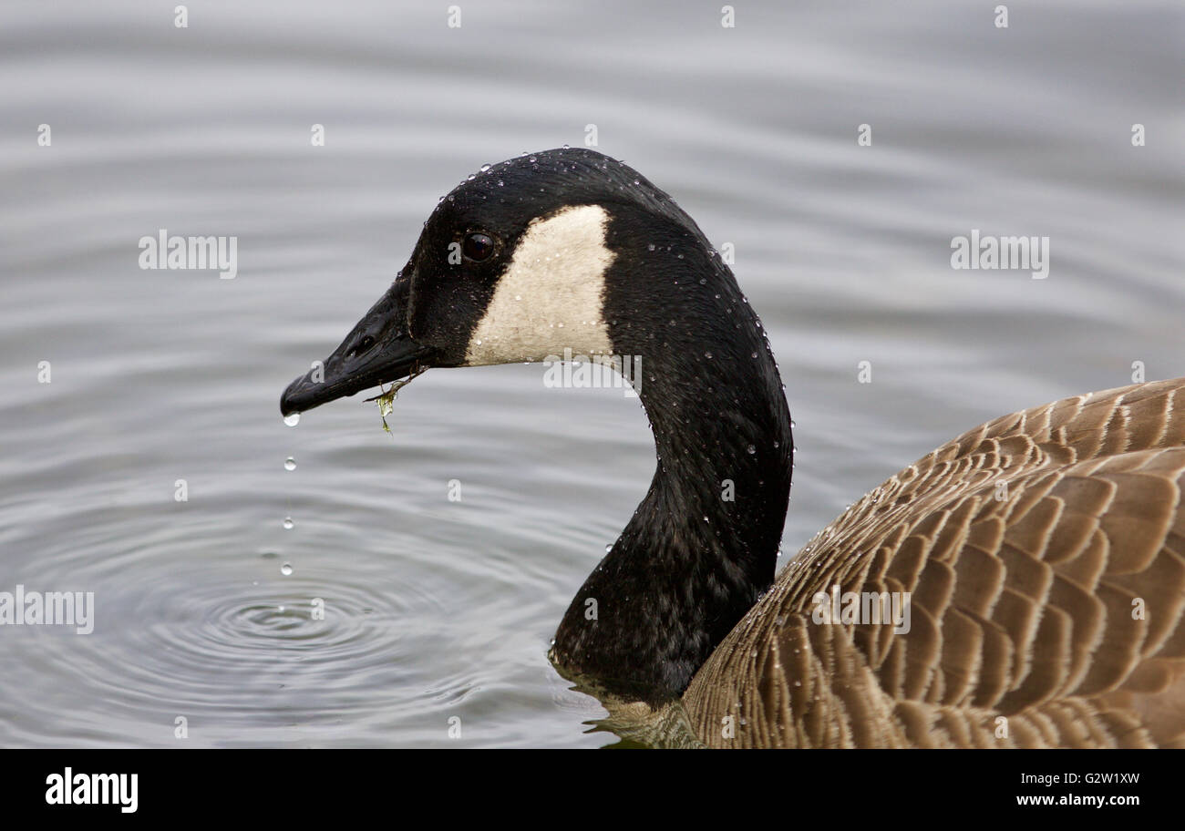 Beautiful photo of the Canada goose drinking water from the lake Stock ...