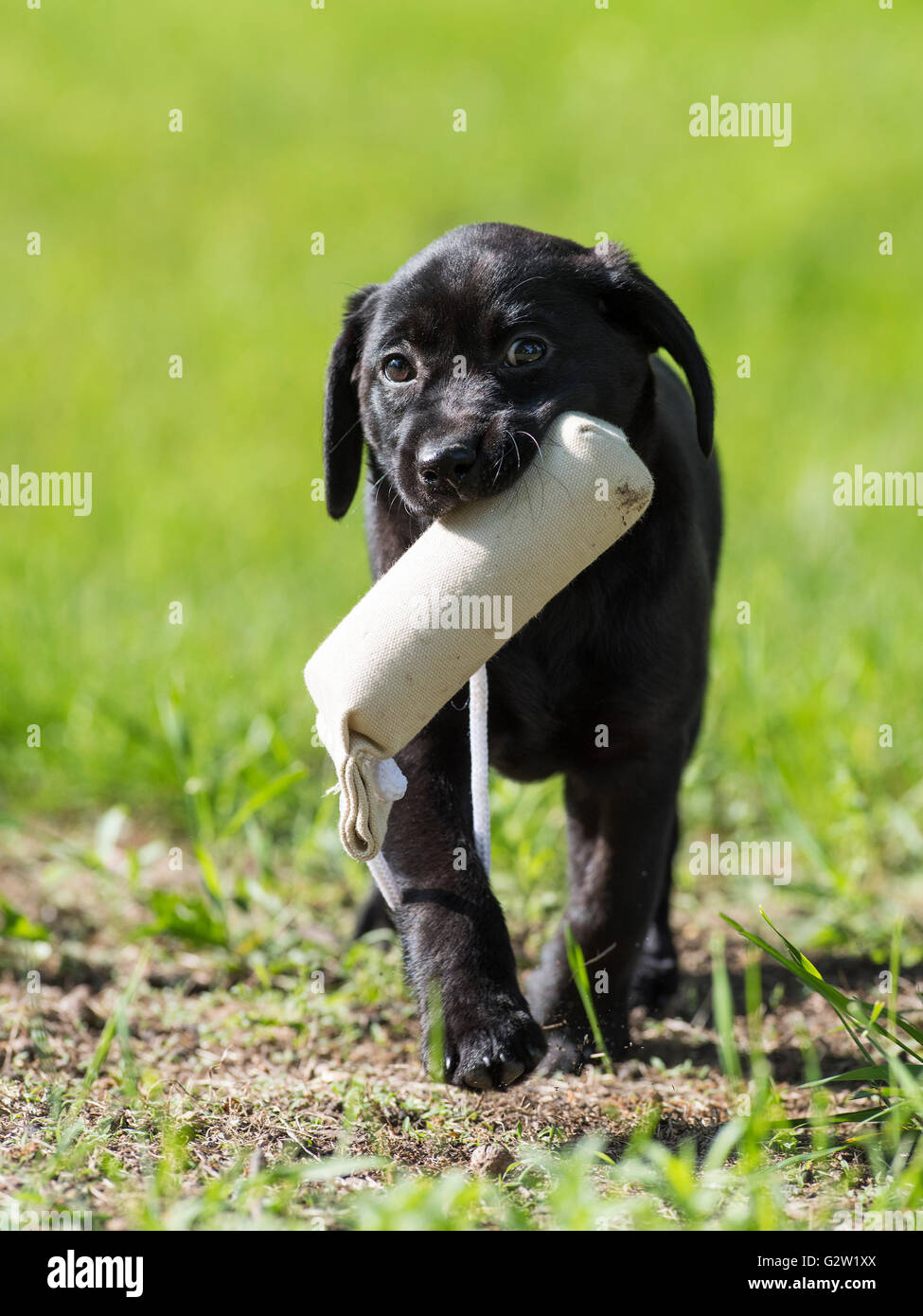 A Black Labrador Retriever retrieving a training bumper Stock Photo - Alamy