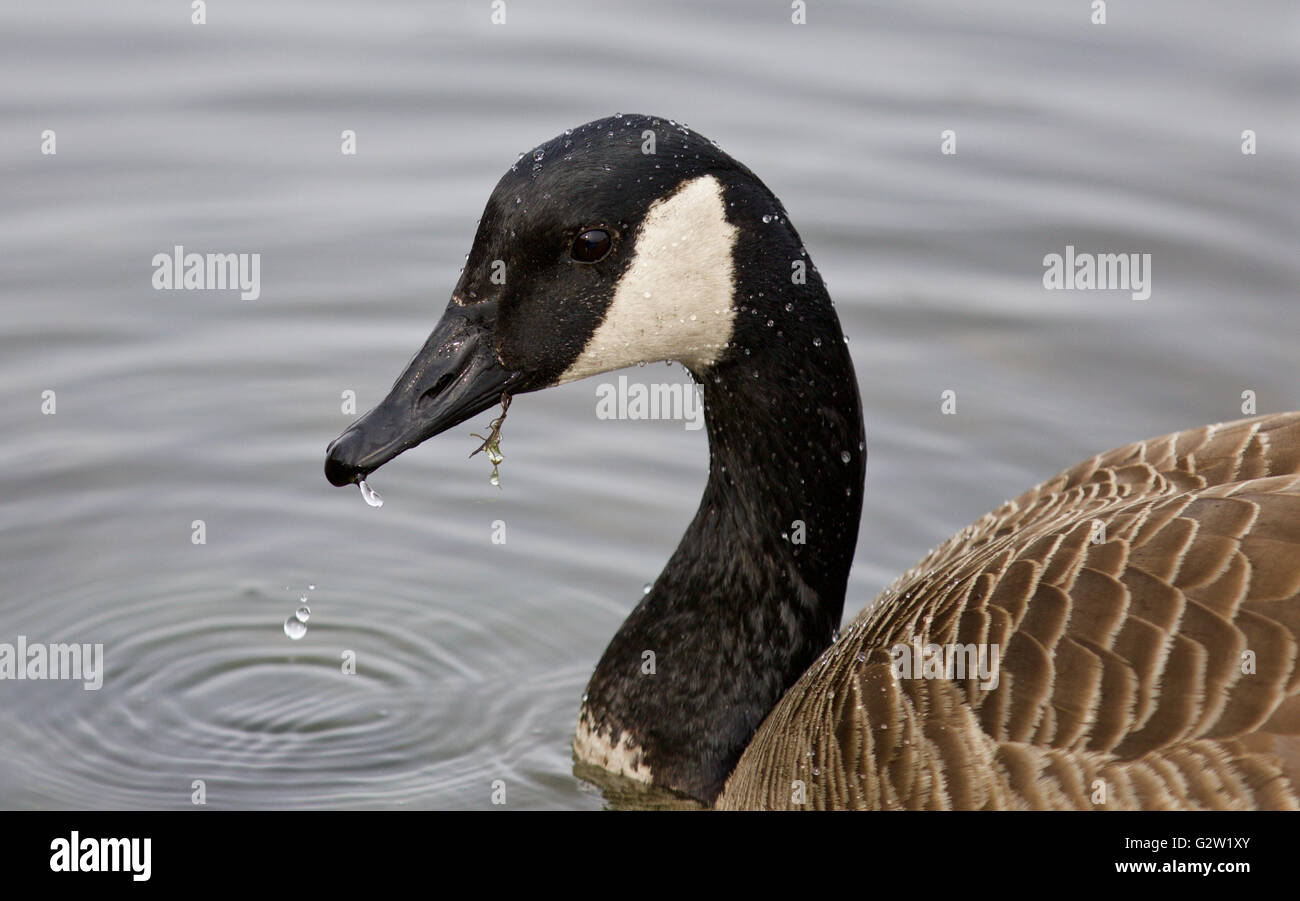 Beautiful background with the Canada goose drinking water Stock Photo ...