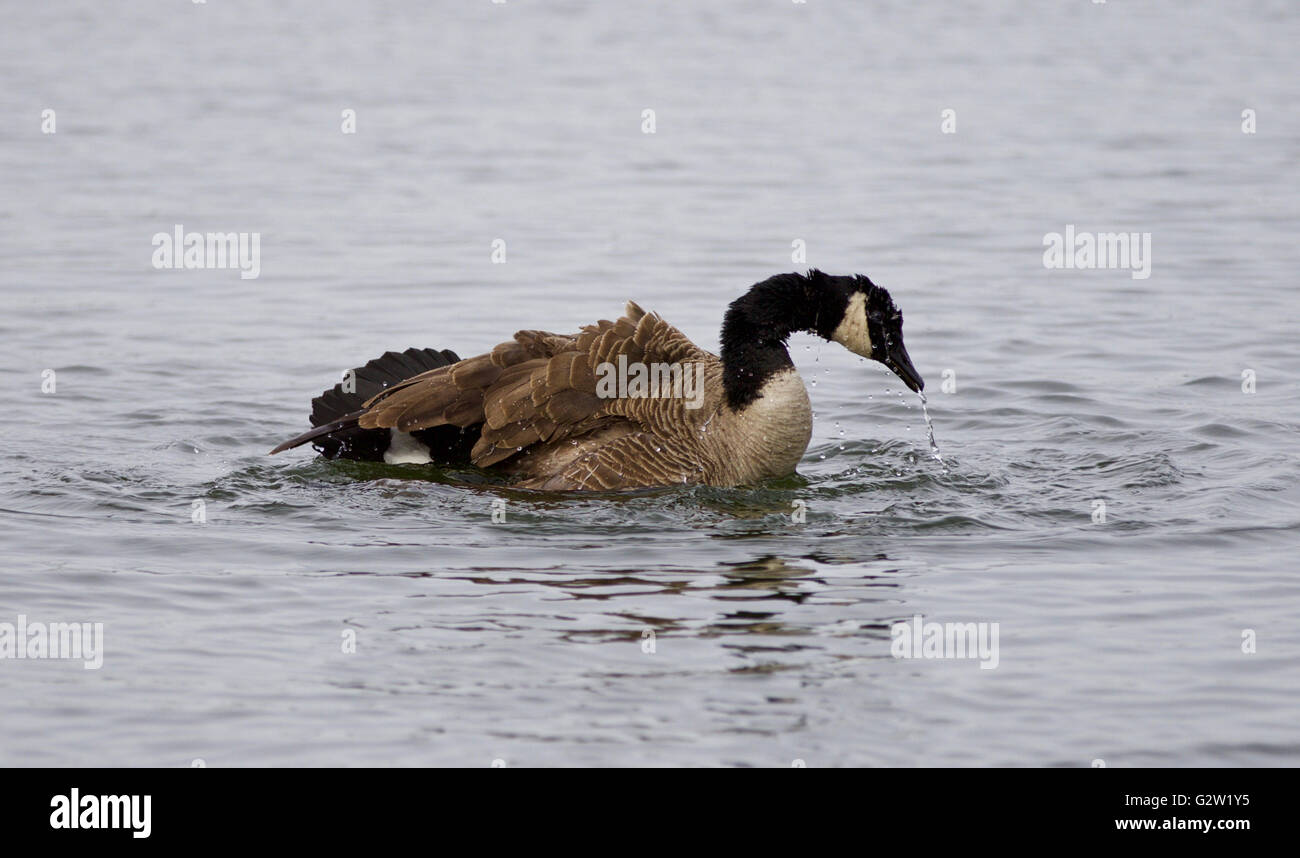 Goose swim hi-res stock photography and images - Alamy