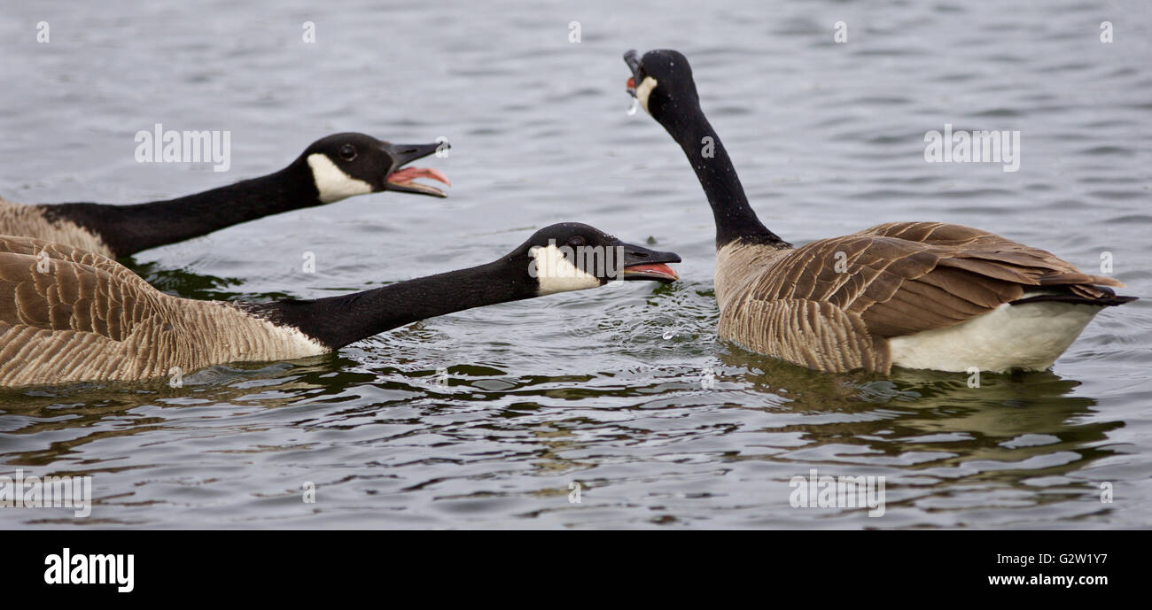 Isolated image of three screaming Canada geese while swimming in the ...