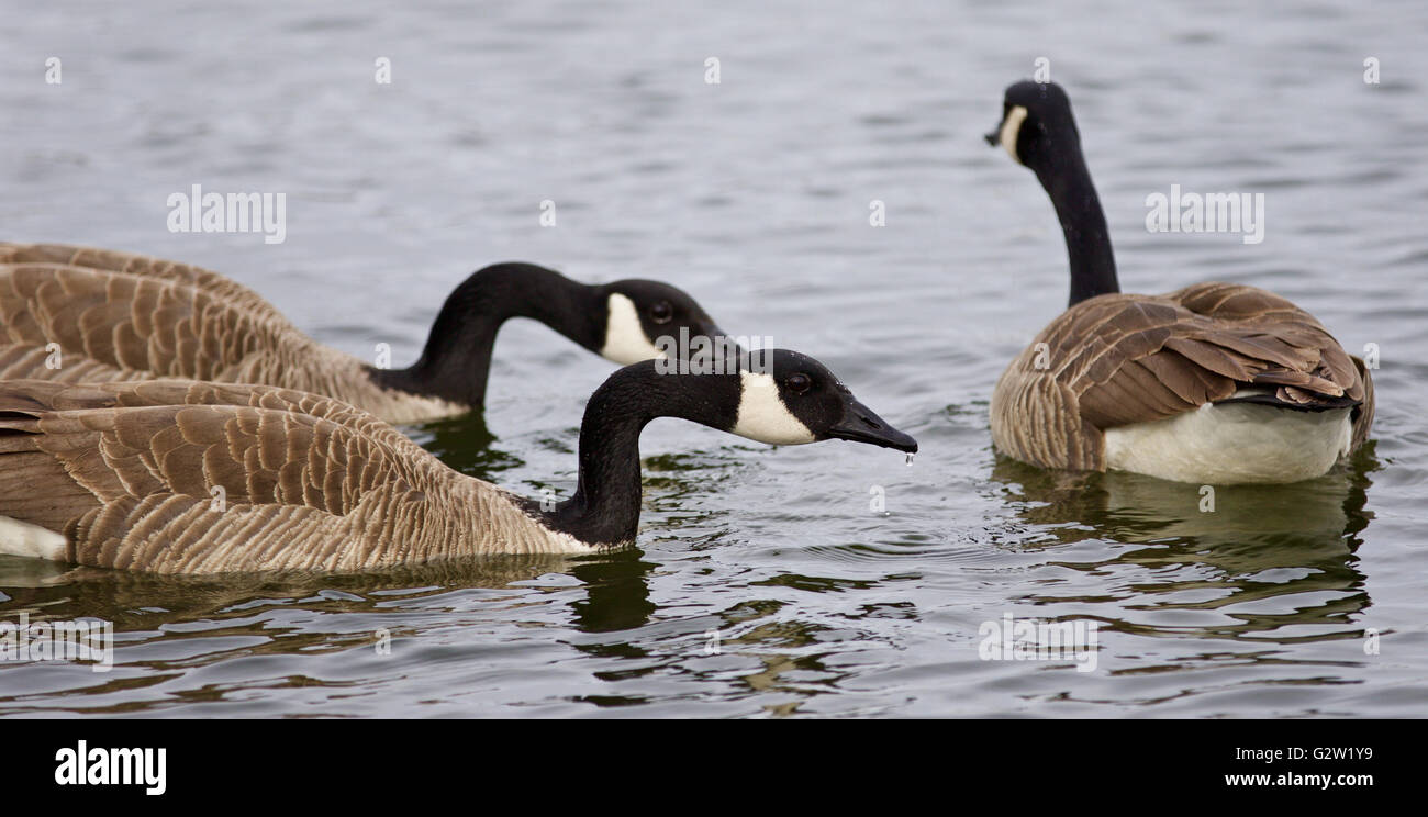Canada geese amazing bird image hi-res stock photography and images - Alamy